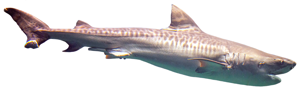 Tiburonario | AQUARIUM